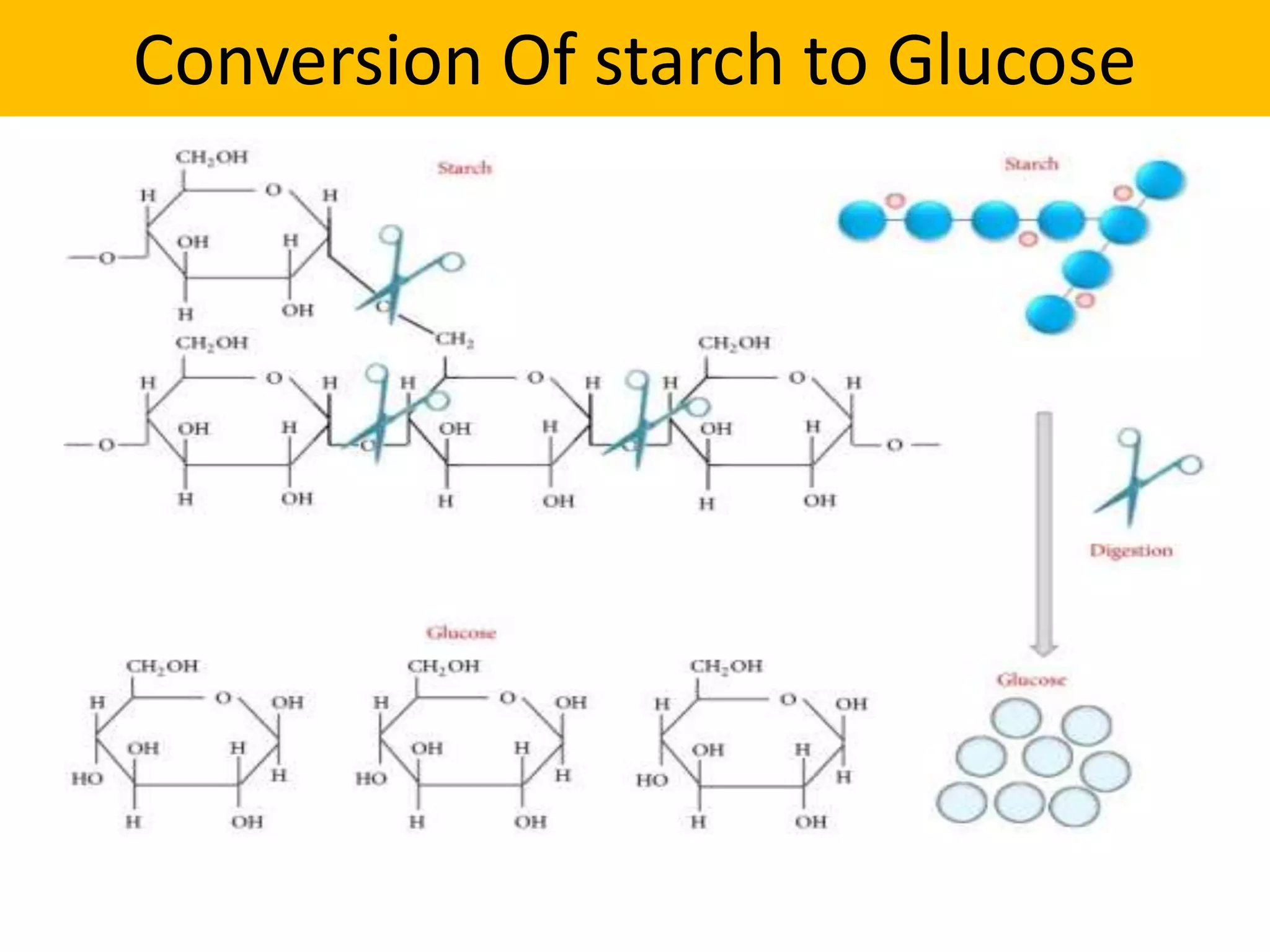 Presentation on Grain and Molasses fermentation | PPTX