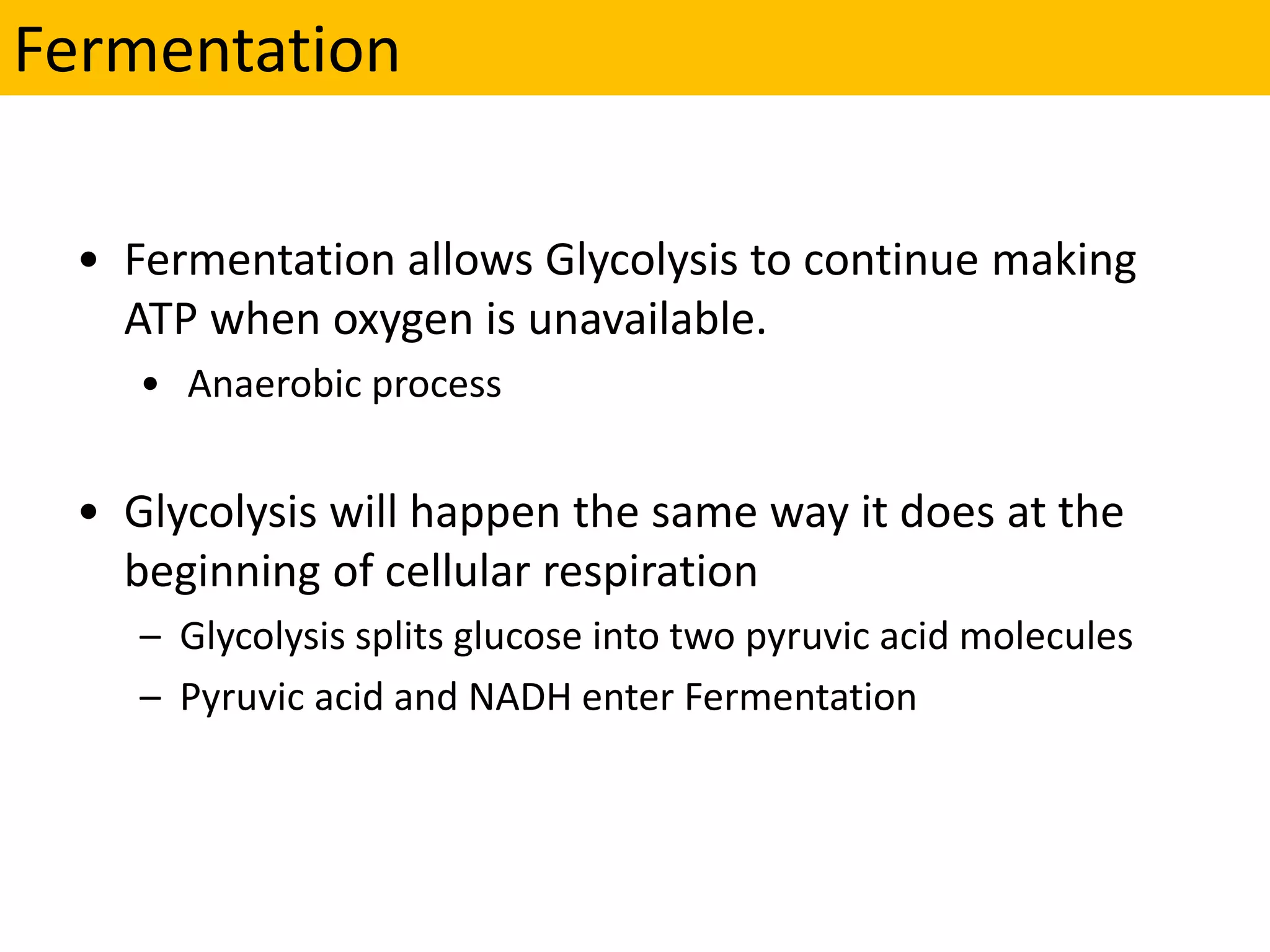 Presentation on Grain and Molasses fermentation | PPTX