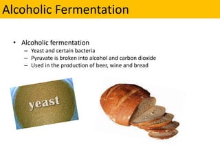 Presentation on Grain and Molasses fermentation | PPTX