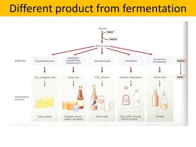 Presentation on Grain and Molasses fermentation | PPTX | Desserts and ...