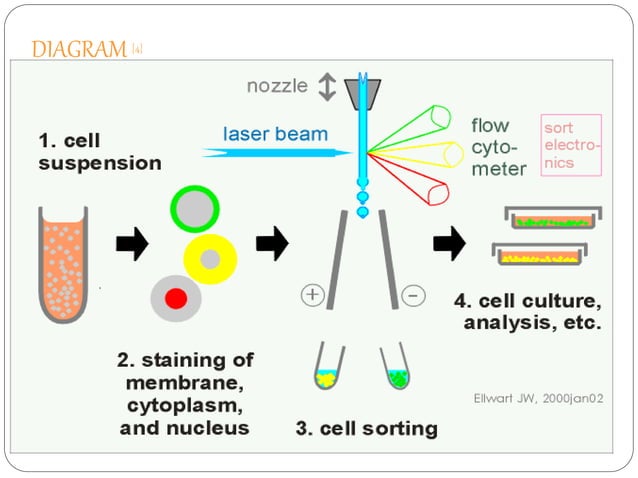 Presentation on flow cytometry1 | PPTX | Physics | Science