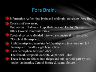 Presentation on forebrain | PPTX