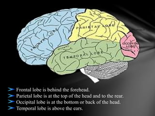 Presentation on forebrain | PPTX