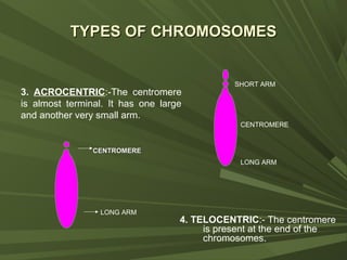 Presentation on fundamental genetics | PPT