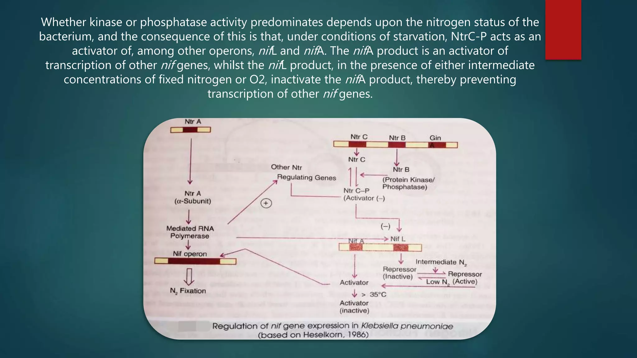 Presentation on genetics of nitrogen fixation by Tahura Mariyam | PPTX