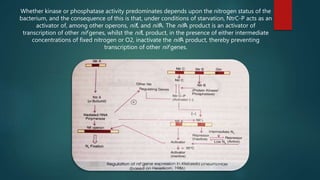 Presentation on genetics of nitrogen fixation by Tahura Mariyam | PPT