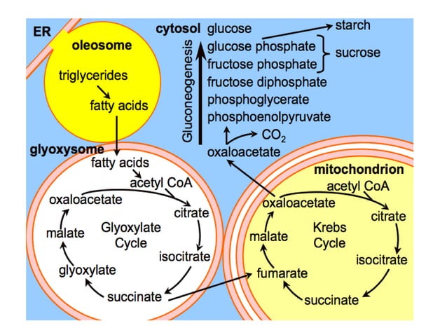 Presentation on glyoxisome | PPTX
