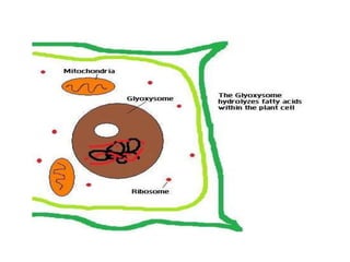 Presentation on glyoxisome | PPTX