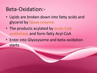 Presentation on glyoxisome | PPTX