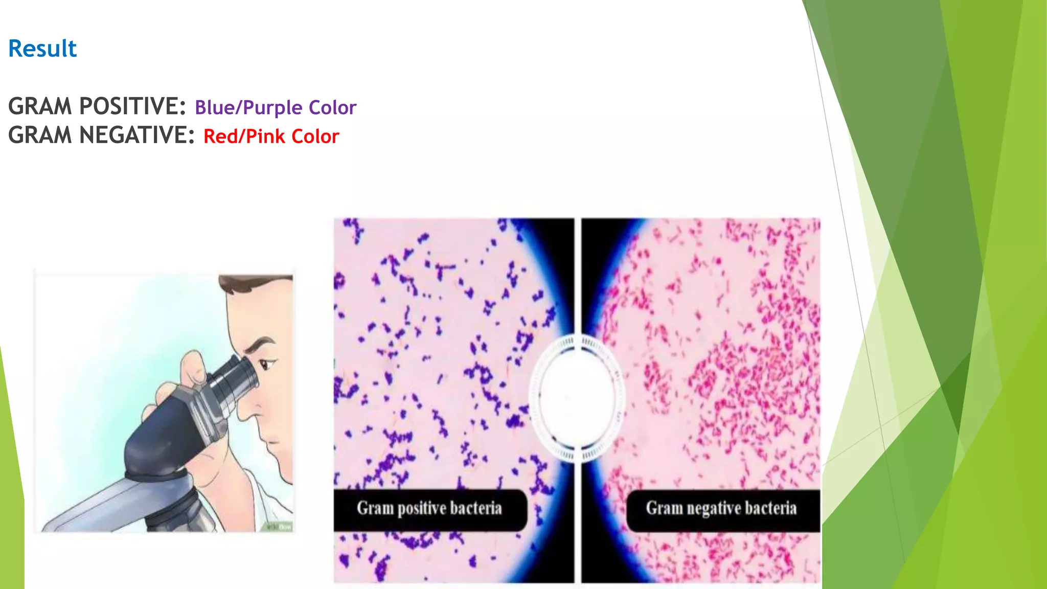 Presentation on Gram Staining.pptx