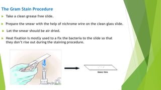 Presentation on Gram Staining.pptx