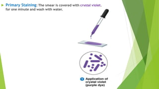Presentation on Gram Staining.pptx