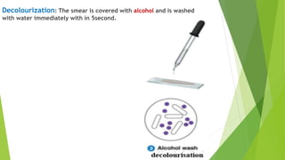 Presentation on Gram Staining.pptx