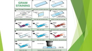 Presentation on Gram Staining.pptx