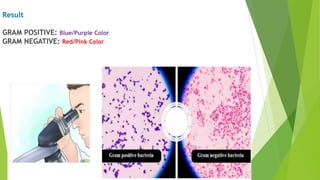 Presentation on Gram Staining.pptx