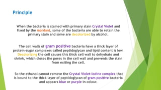 Presentation on Gram Staining.pptx