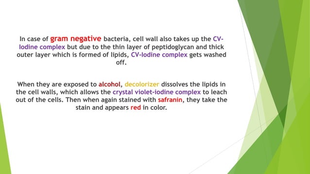Presentation on Gram Staining.pptx