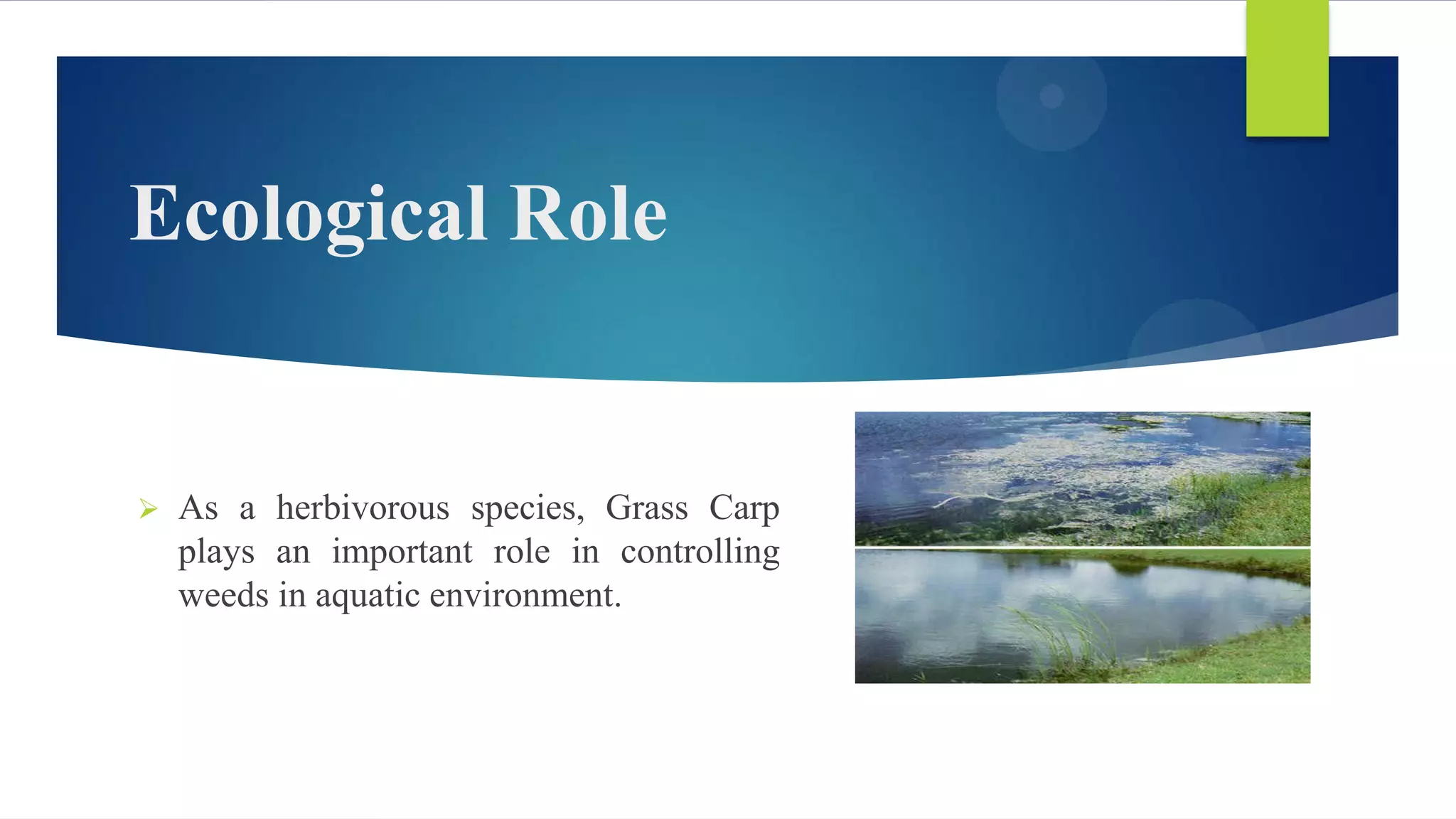 Grass Carp | PDF