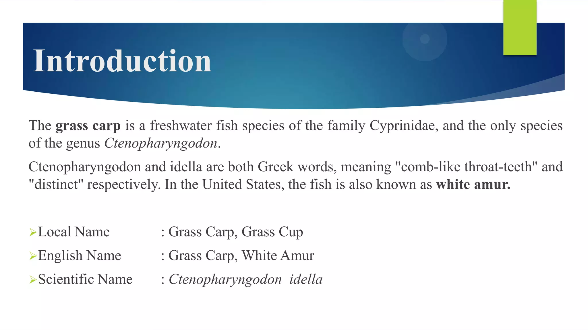 Grass Carp | PDF