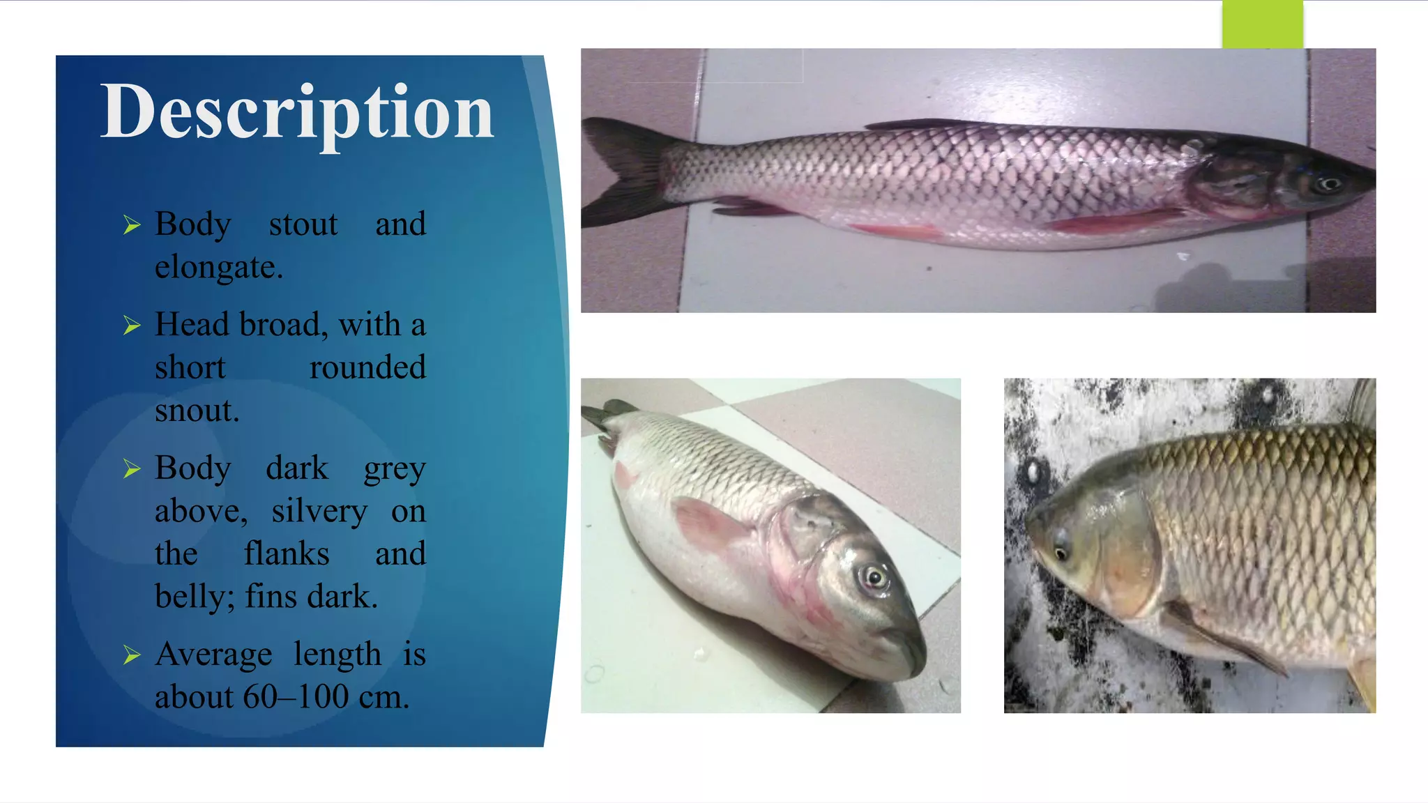 Grass Carp | PDF