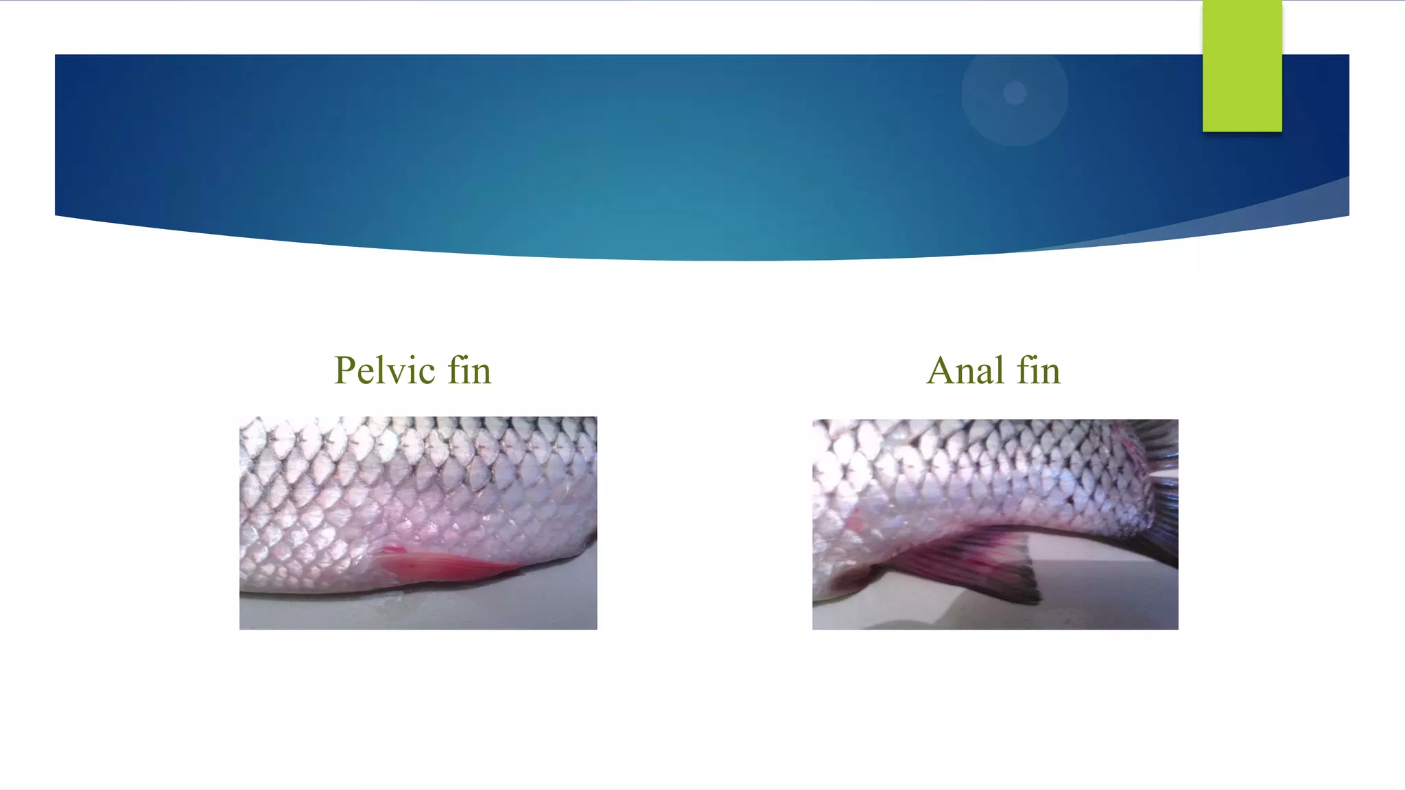 Grass Carp Ppt Free Download
