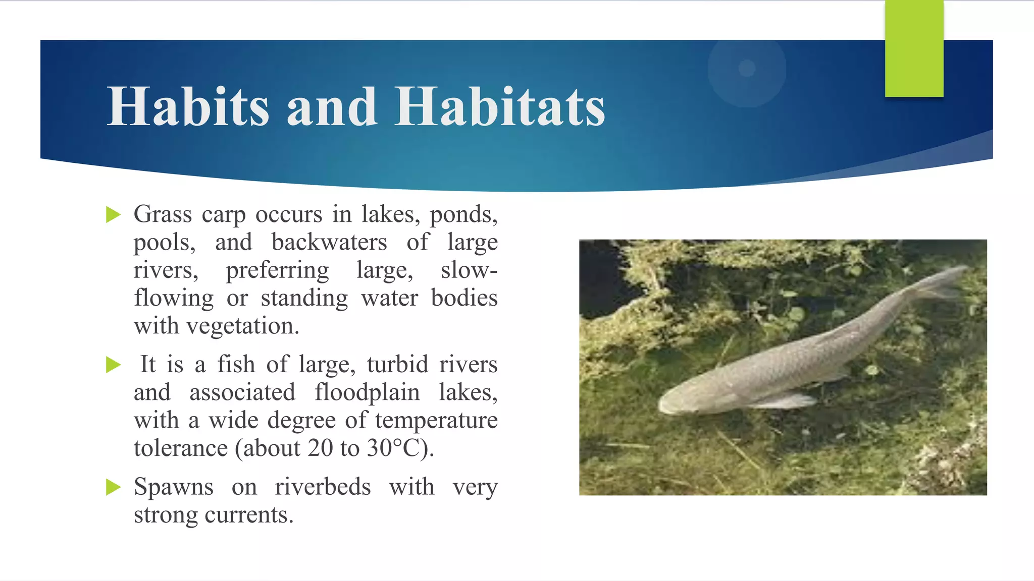 Grass Carp | PDF