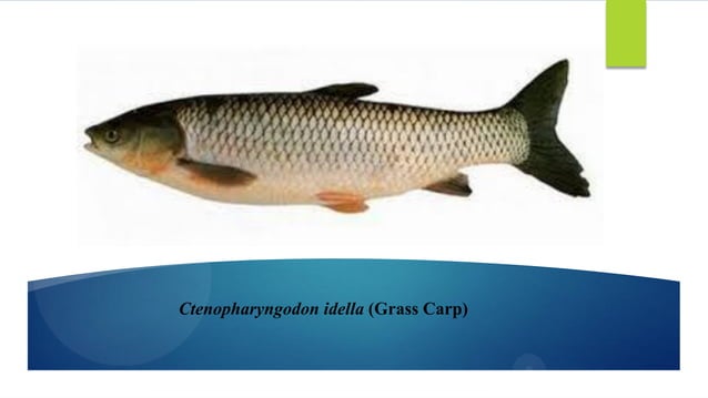 Grass Carp | PDF