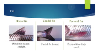 Grass Carp | PDF