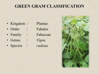 Presentation on green gram | PPTX