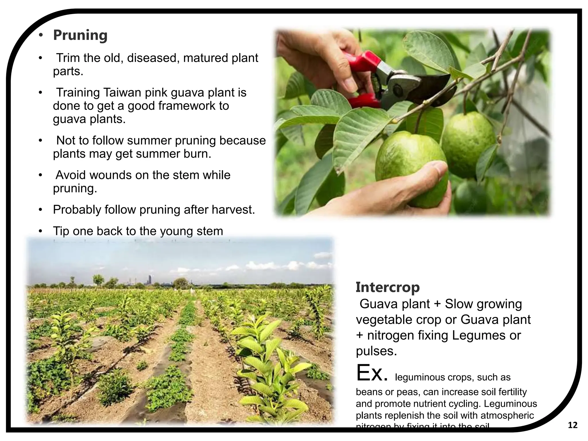 characterisation and cultivation og pink taiwan guava indian variety | PPTX