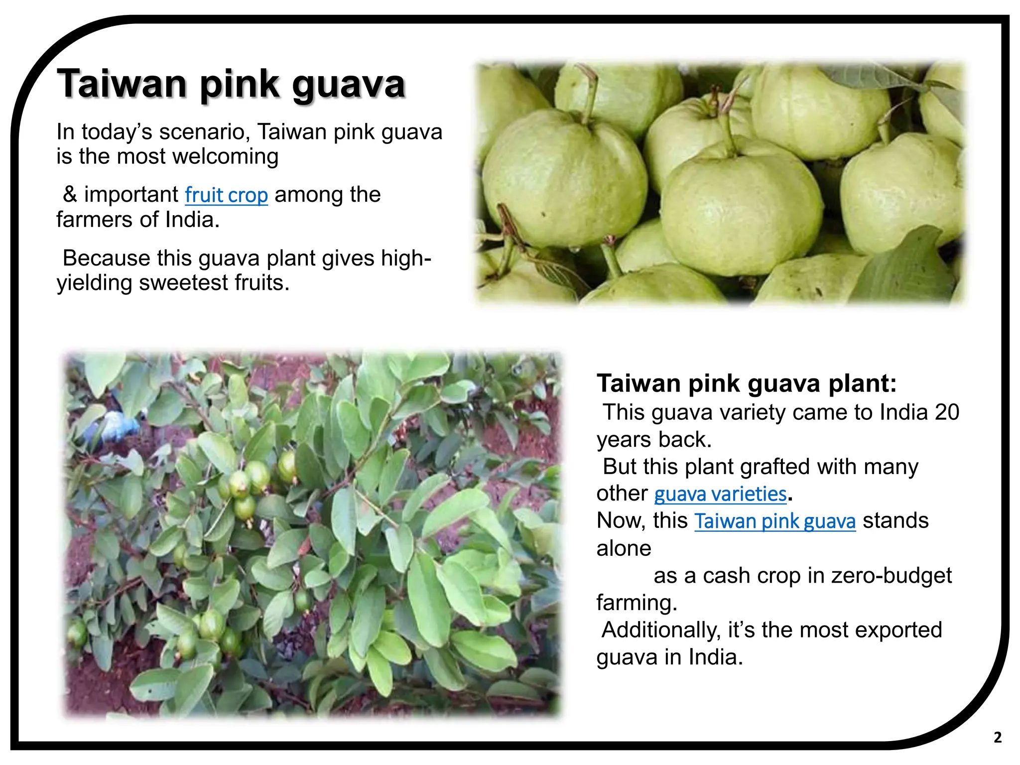 characterisation and cultivation og pink taiwan guava indian variety | PPTX