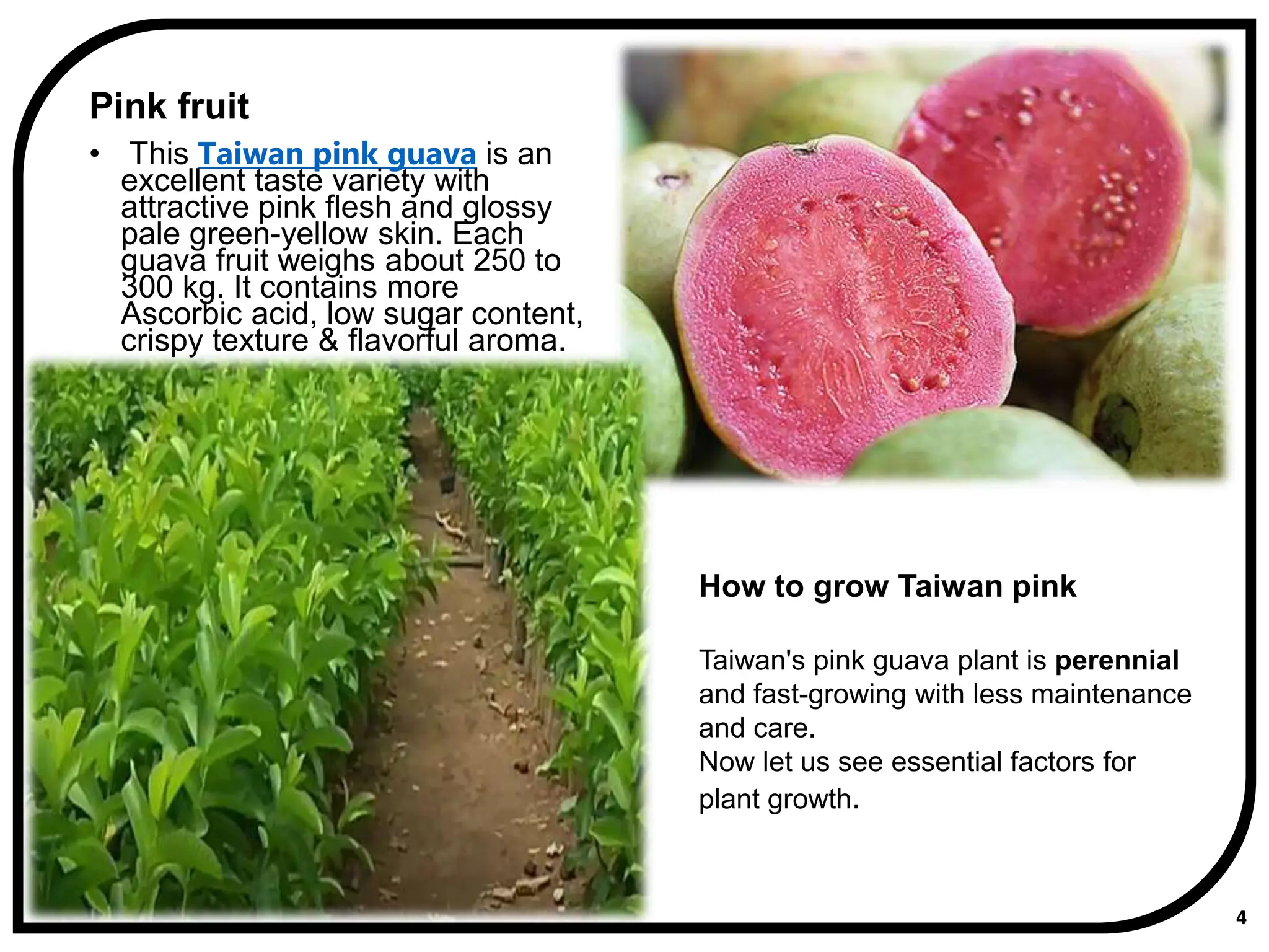 characterisation and cultivation og pink taiwan guava indian variety | PPTX