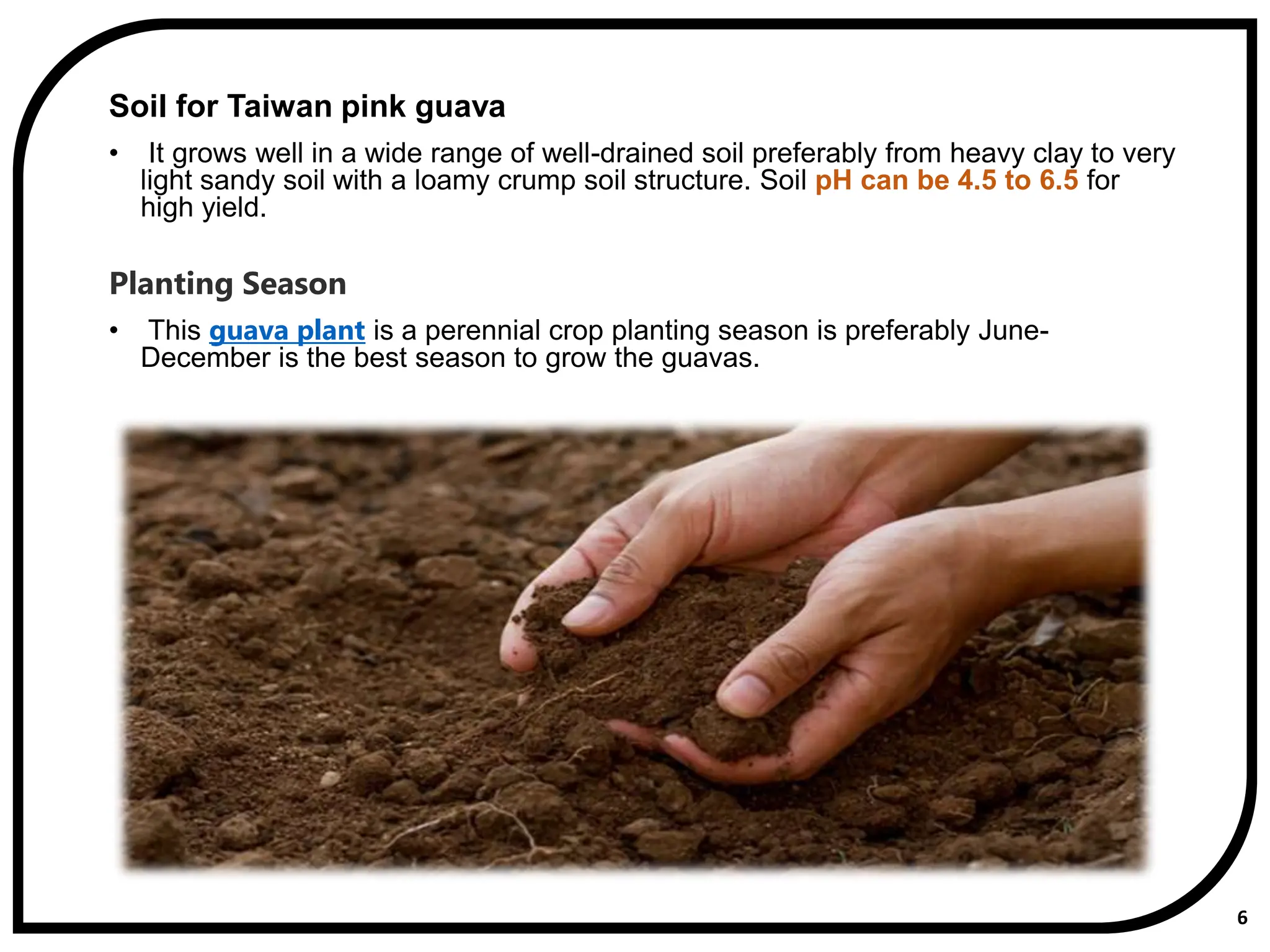 characterisation and cultivation og pink taiwan guava indian variety | PPTX