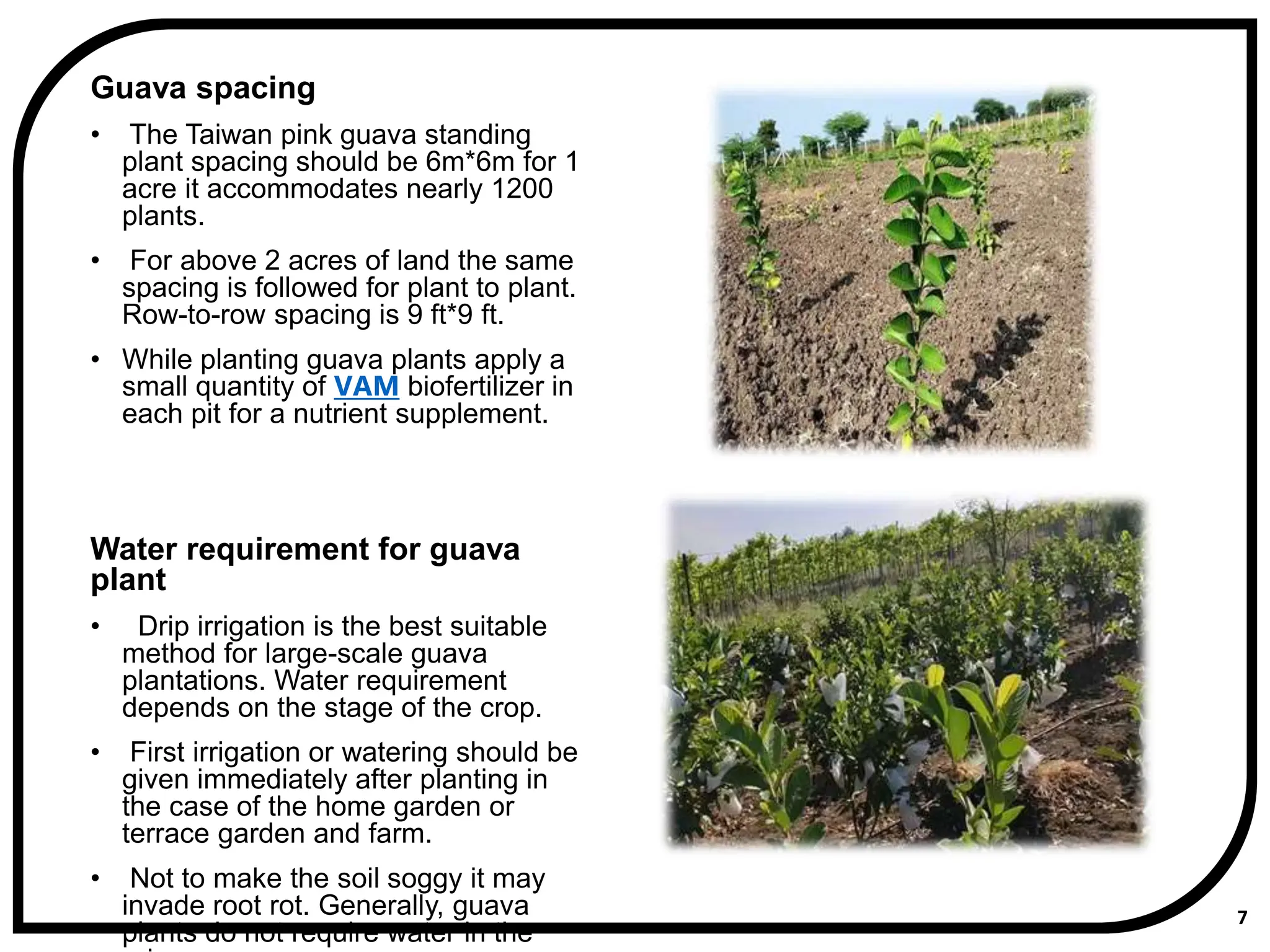 characterisation and cultivation og pink taiwan guava indian variety | PPTX