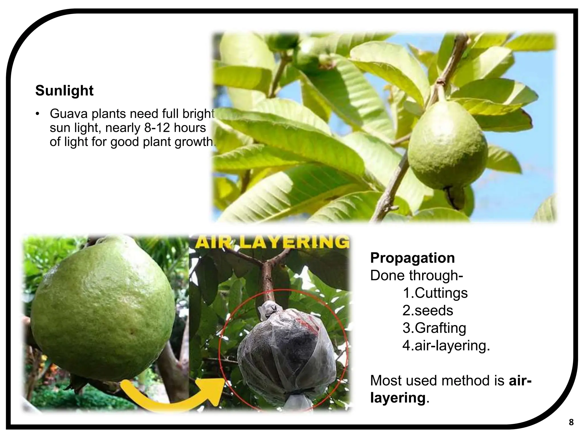 characterisation and cultivation og pink taiwan guava indian variety | PPTX