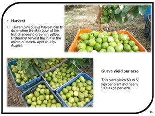 characterisation and cultivation og pink taiwan guava indian variety | PPTX