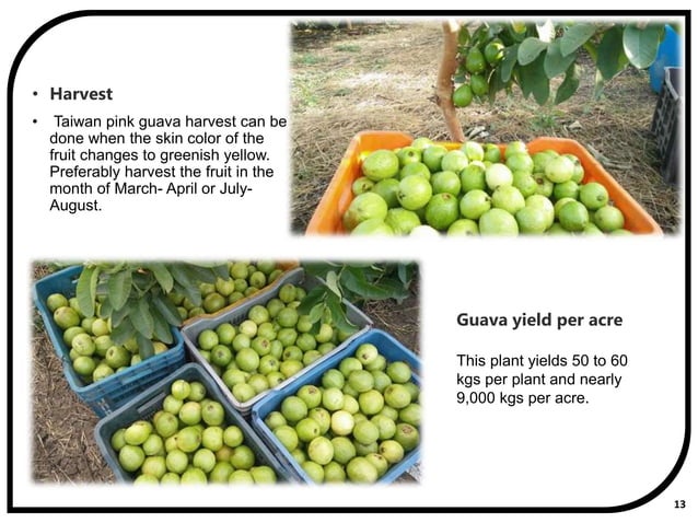 characterisation and cultivation og pink taiwan guava indian variety | PPTX
