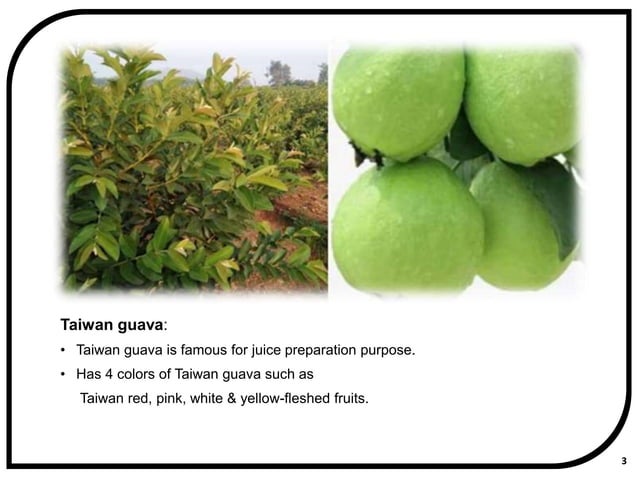 characterisation and cultivation og pink taiwan guava indian variety | PPTX