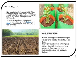 characterisation and cultivation og pink taiwan guava indian variety | PPTX