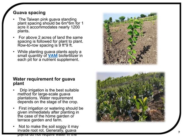 characterisation and cultivation og pink taiwan guava indian variety | PPTX