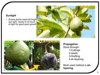 characterisation and cultivation og pink taiwan guava indian variety | PPTX