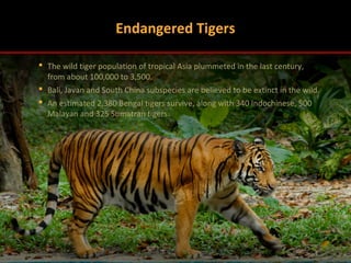 Habitat Threats for Tigers | PPT