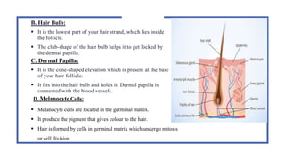 Structure of Hair.pptx