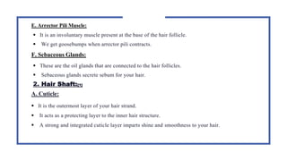 Structure of Hair.pptx