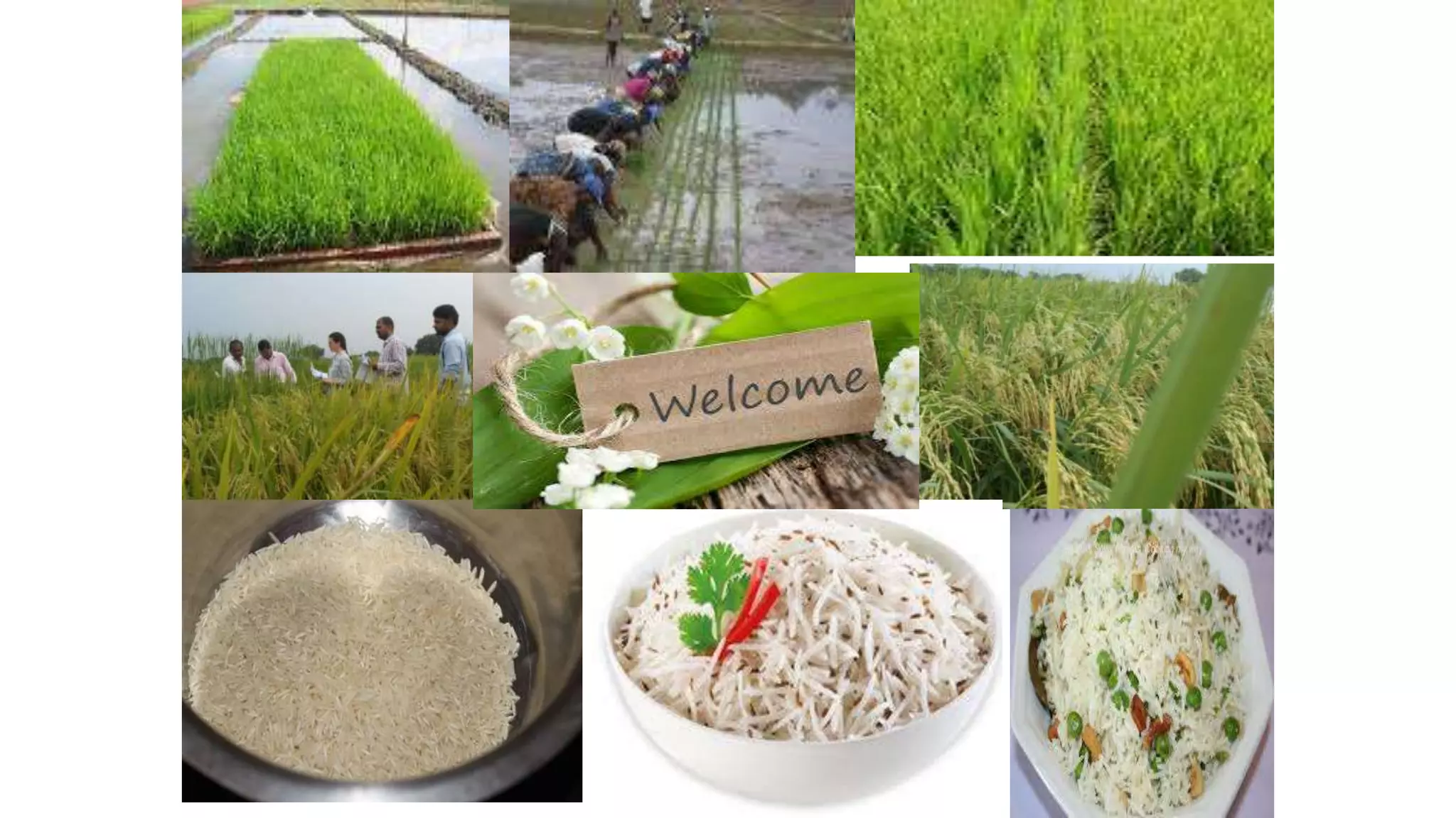 RICE BREEDING | PPTX