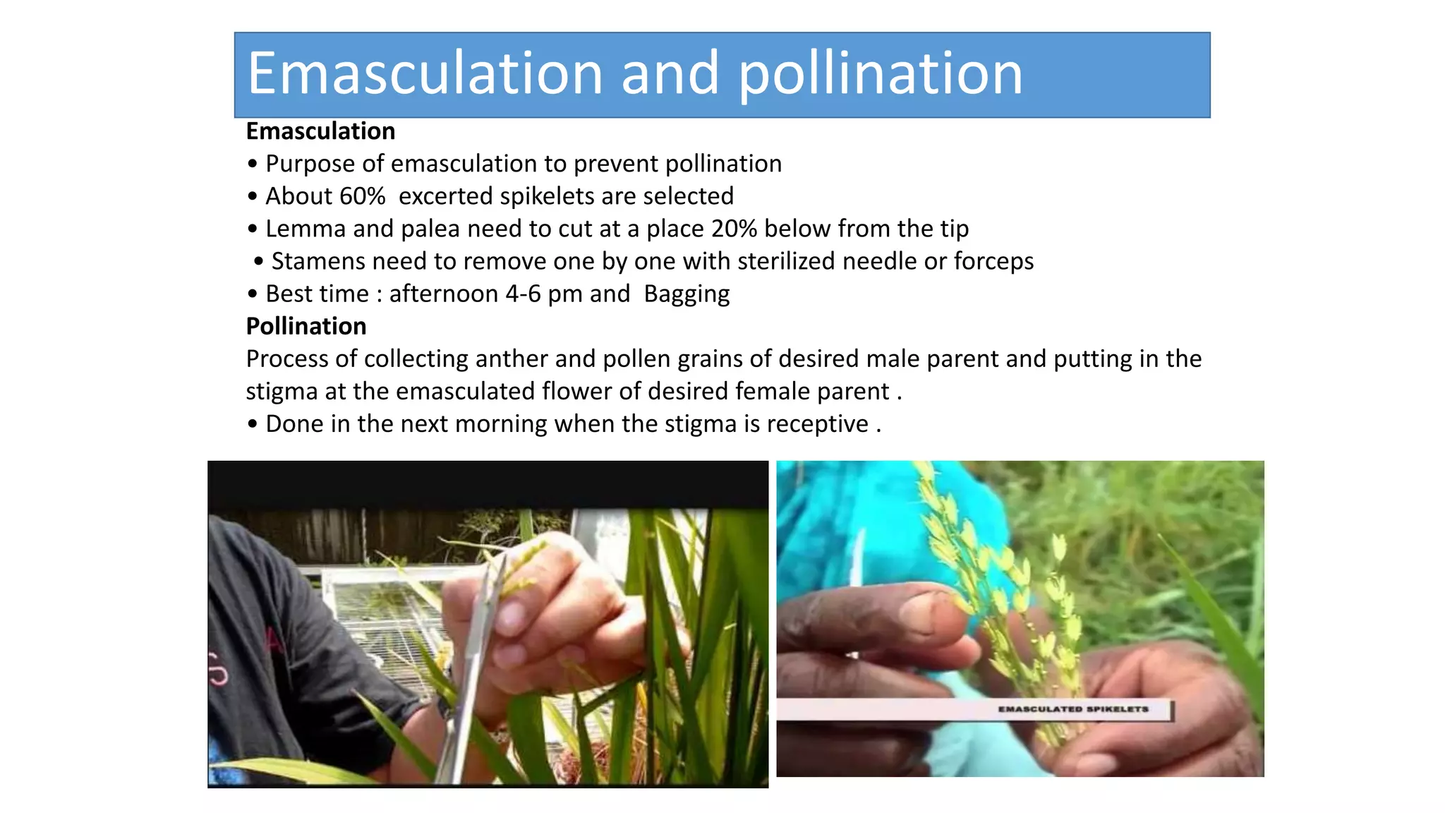 RICE BREEDING | PPTX