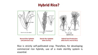 RICE BREEDING | PPTX