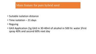 RICE BREEDING | PPTX