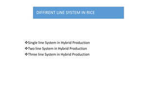 RICE BREEDING | PPTX