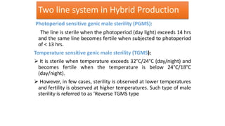 RICE BREEDING | PPTX